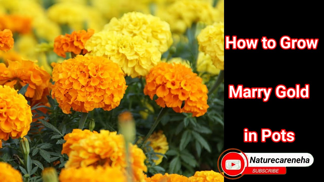 how to grow marry gold in pots| gende ko pots main kaise ugaya jaye # ...