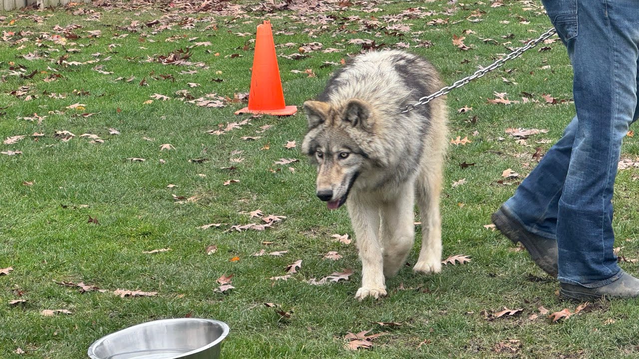 Big Run Wolf Ranch Presentation Lockport, IL 4k - YouTube