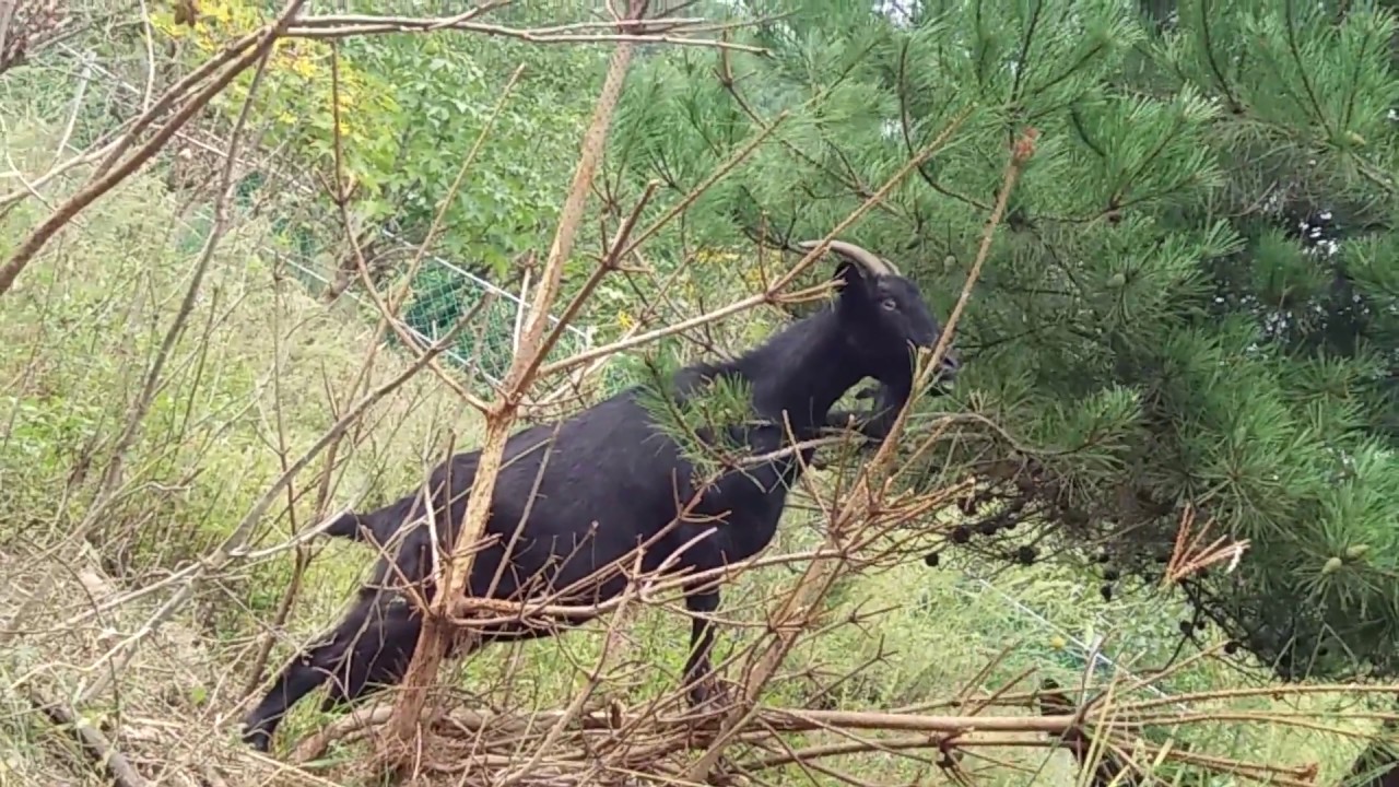 순이네흑염소의 소나무잎을 먹고 있는 흑염소 / Sunny's Black Goat Eating Pine Tree (2016/09 ...