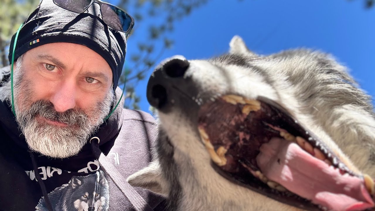 Highlight 5:54 - 10:54 from Wolf habitat repair plus AMA while I’m with ...