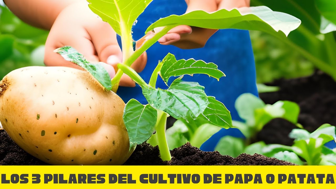 Maximiza tu COSECHA de PAPAS Técnicas de APORCADO, Poda y FERTILIZACION ...