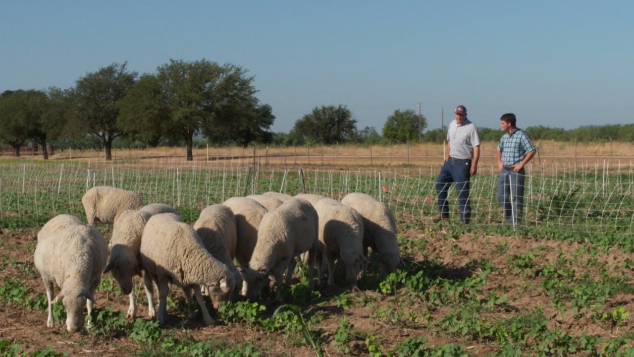 Grapes, Prunes, Sheep Weed Control, Salsa Verde Braised Chicken ...
