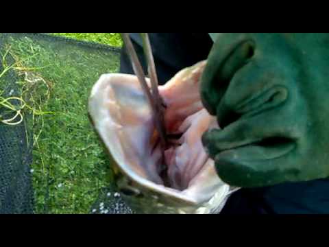 pike (eat a fish) - YouTube
