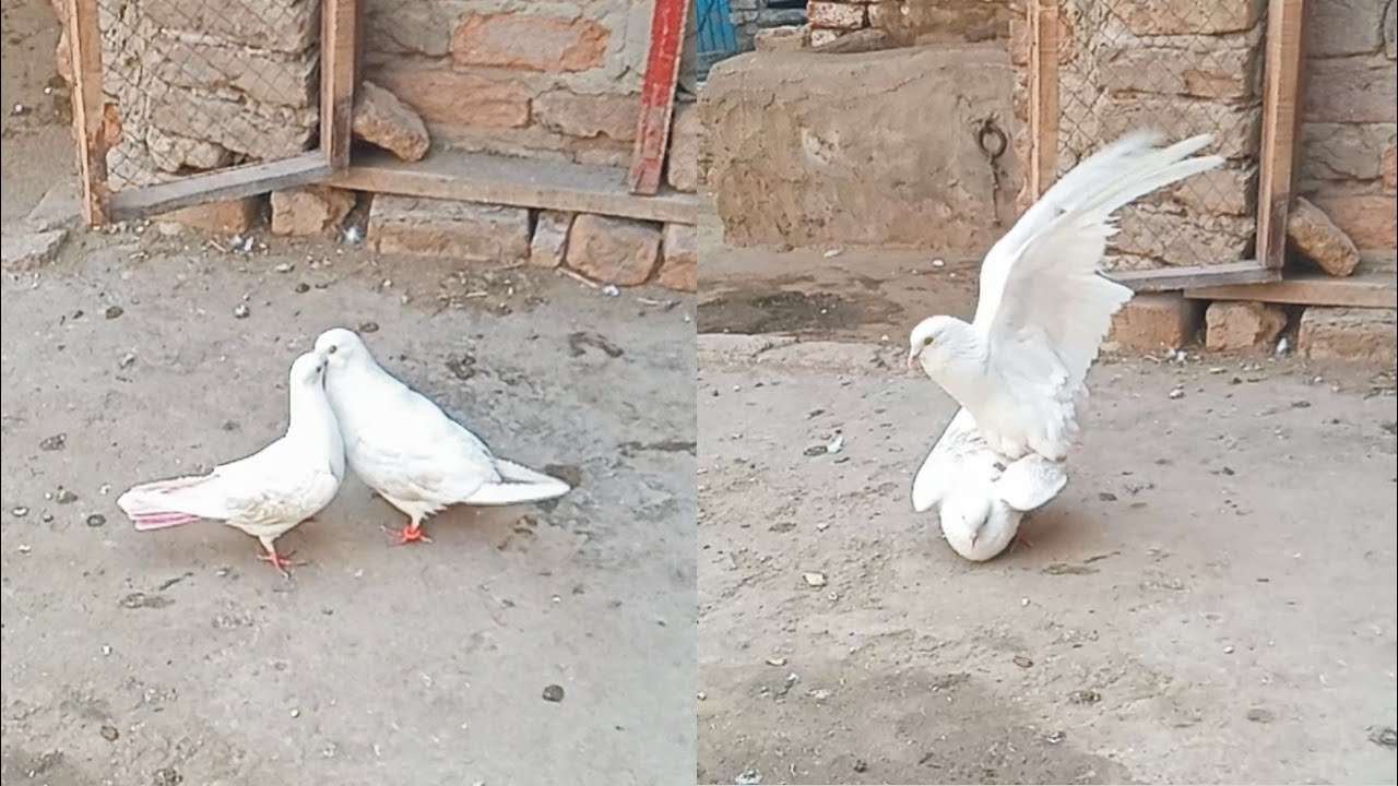 Pigeon Couple Mating - Pigeon Breeding Season - YouTube