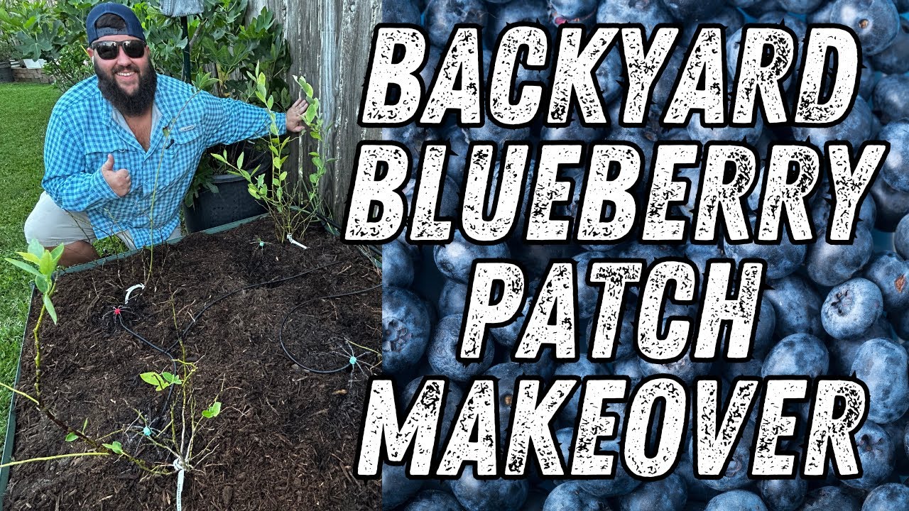 Rejuvenating My Backyard Blueberry Patch! | Growing Blueberries in a ...