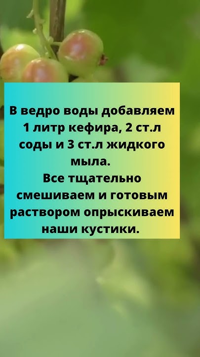 Суперсредство от мучнистой росы на смородине и крыжовнике! Работает на ...