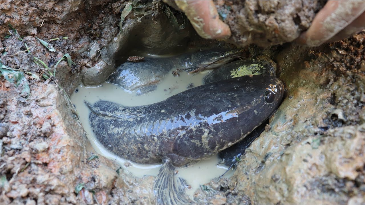 Viral Fishing Video New 2019 | Catch Giant Big Fish By Mud In Dry ...