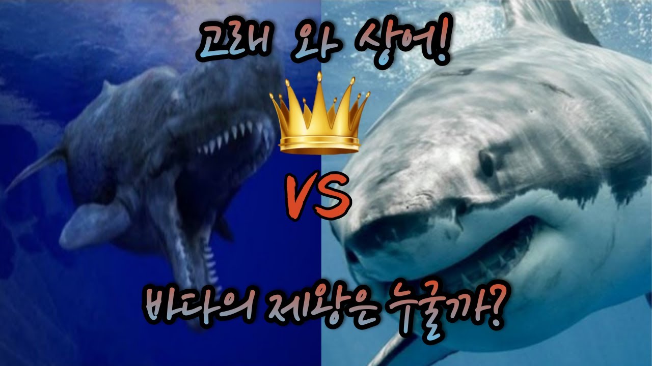 상어와 고래의 대결 바다의 최강자는 누굴까 Youtube