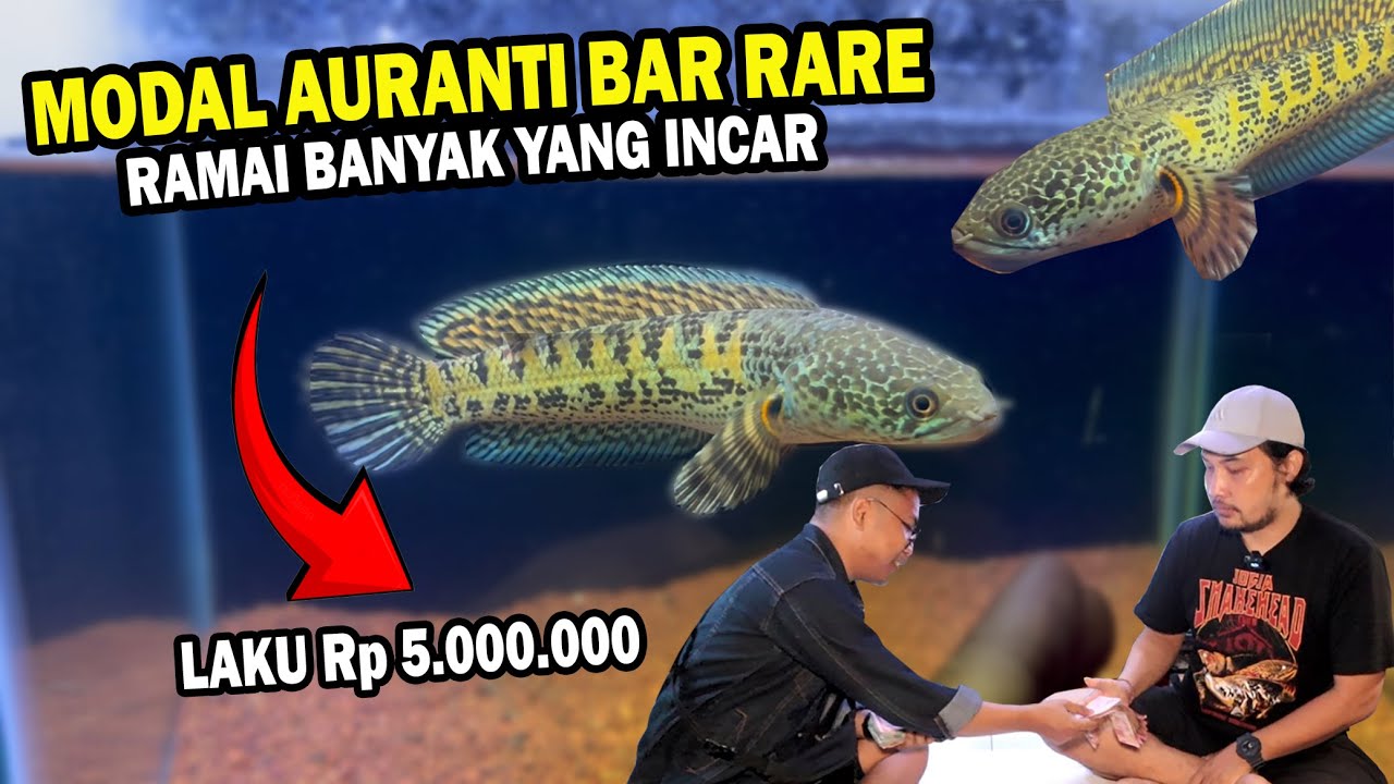 EDAN!! AURANTI BAR RARE LAKU 5 JUTA? TERNYATA DI BELI BOCIL SULTAN @BLI ...