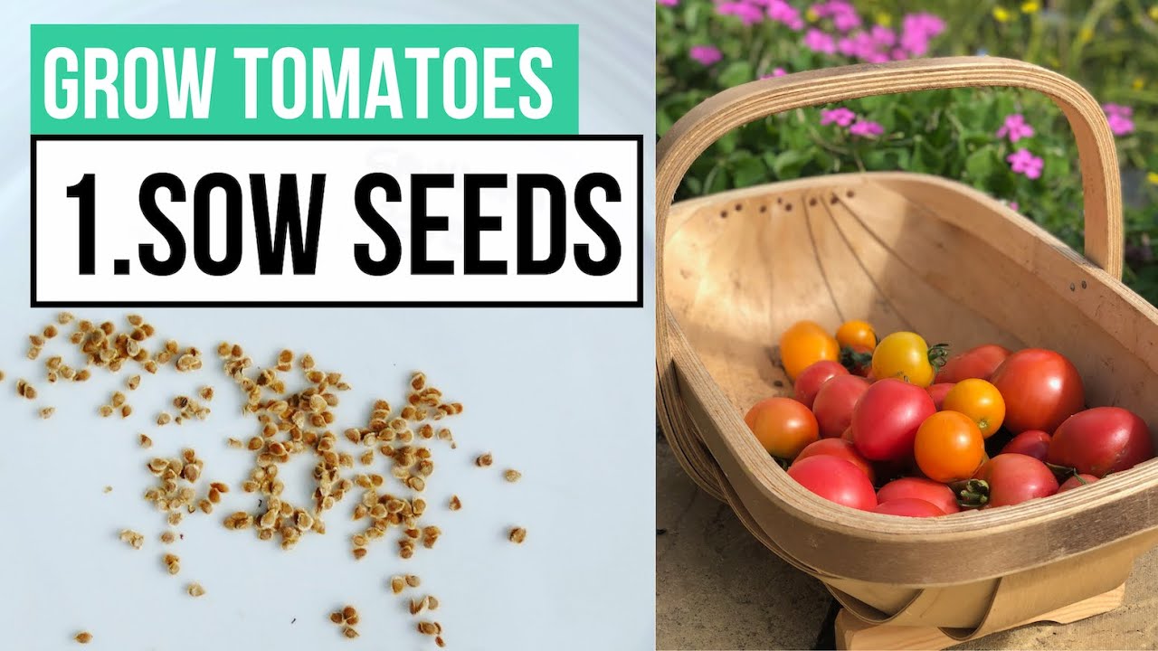 Beginners Guide to Sowing Seeds Indoors | Complete Tomato Growing Guide ...