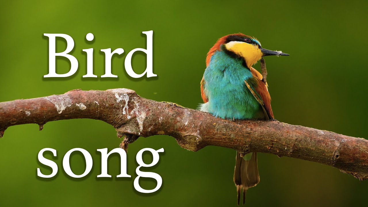 Song of birds 🕊 | Bird sound for relaxation - YouTube