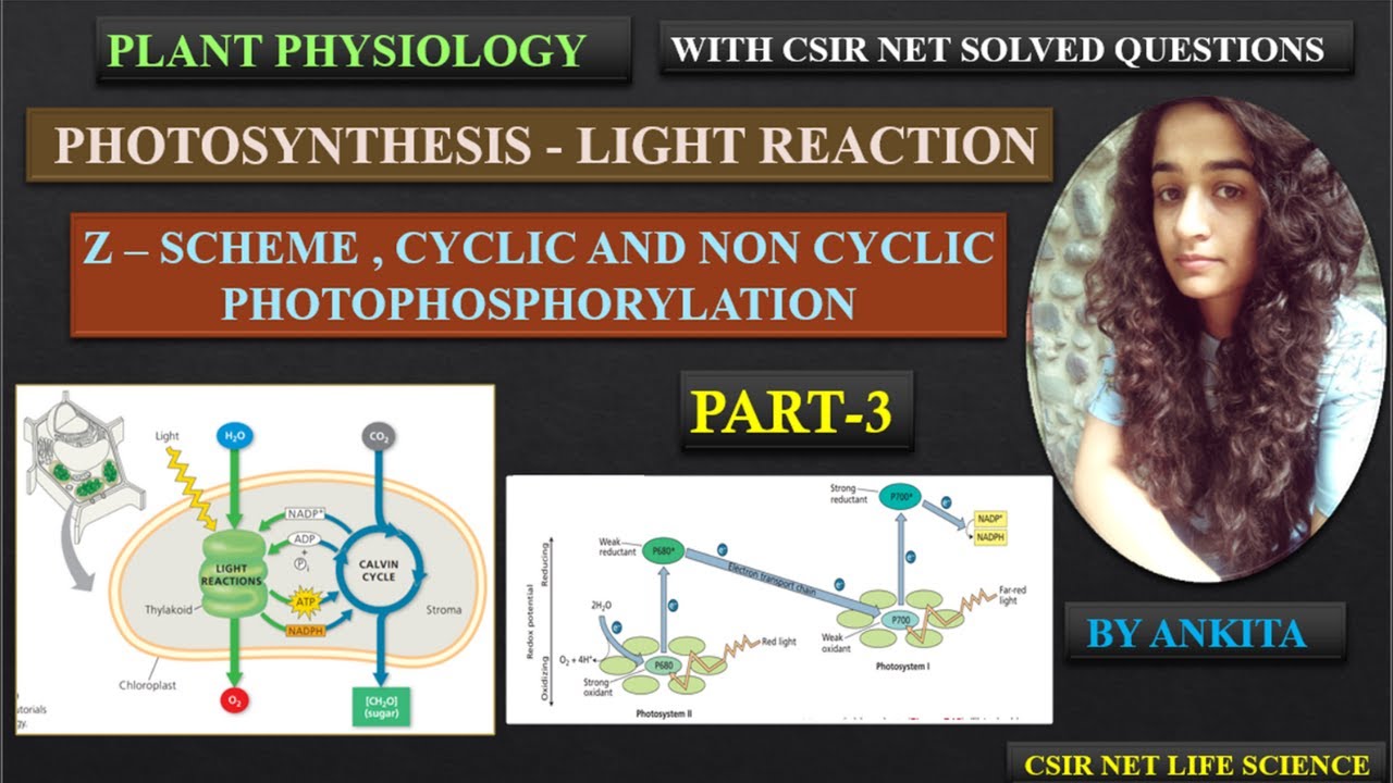 PHOTOSYNTHESIS PART - 3 LIGHT REACTION - YouTube