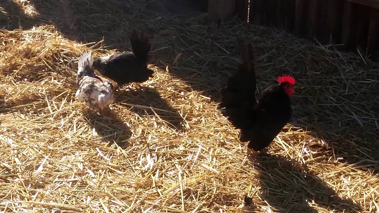 Serama rooster crowing - YouTube