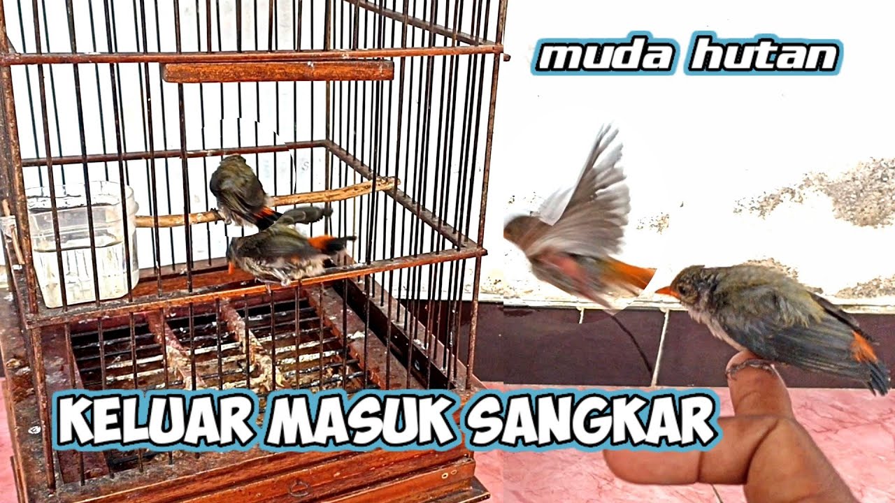 Burung kemade jinak HASIL PIKATAN MUDA HUTAN - YouTube