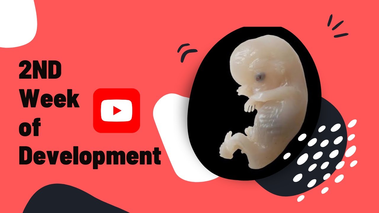 2nd Week of Development of Life_ made easy @Anatomy Hall - YouTube