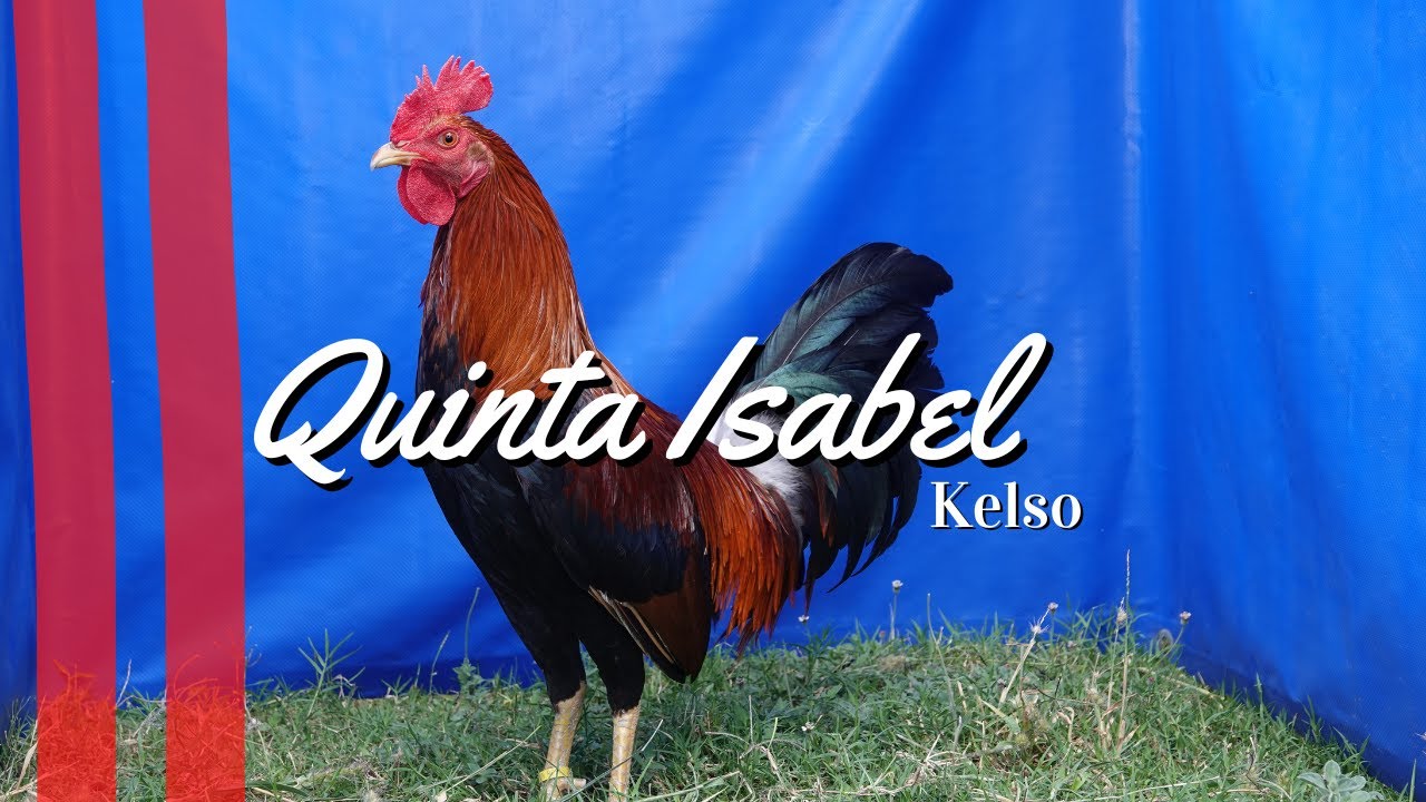 Quinta Isabel. kelso 1 placa 603 NO DISPONIBLE 7/DIC/23 - YouTube