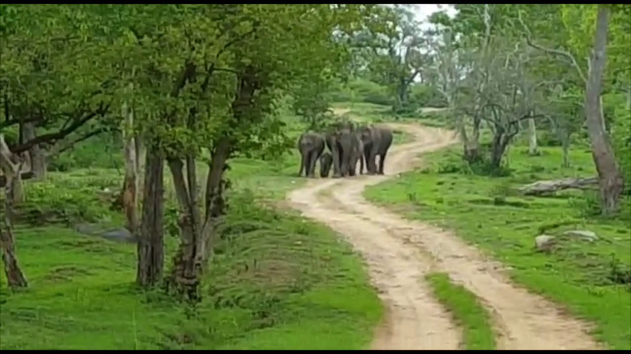 My most adventurous experience in Bandipur Forest Safari!!!ELEPHANTS ...