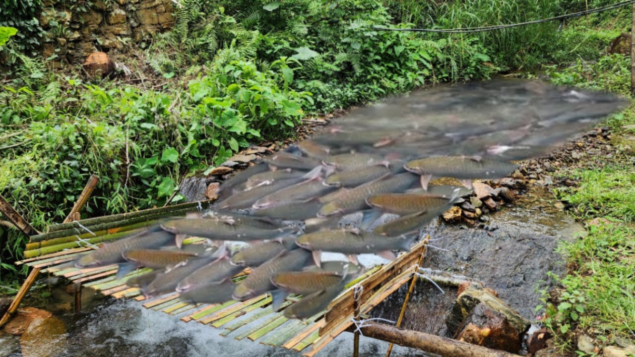 Full video of Lam's 25-day fishing trip in a natural stream. And caught ...