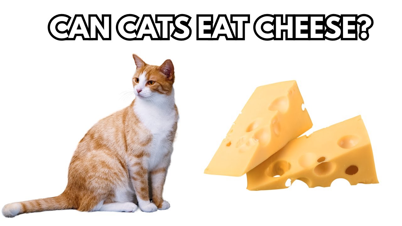 Can cats eat cheese? Feeding cheese to cats explained - YouTube