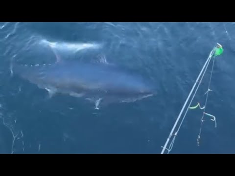 TUNA EATS MY FISH! Insane bluefin footage NEWFOUNDLAND ! Fishing for ...