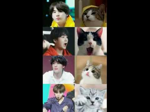 foto imut suga yg mirip kucing dan foto imut jungkook yg mirip kelinci