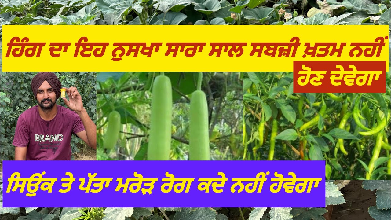 ਹਿੰਗ ਦਾ ਘਰੇਲੂ ਨੁਸਖਾ ਸਾਰਾ ਸਾਲ ਸਬਜ਼ੀ ਖਤਮ ਨਹੀਂ ਹੋਣ ਦੇਵੇਗਾ - YouTube