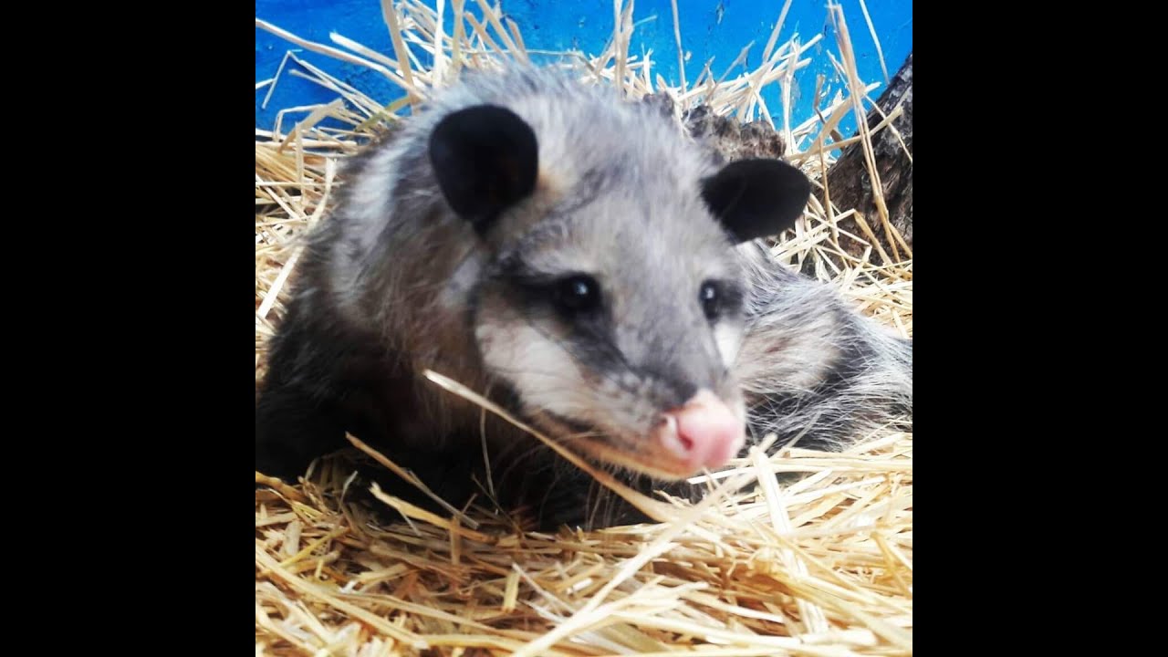 Tlacuache, el marsupial mexicano con una gran historia y raíces ...
