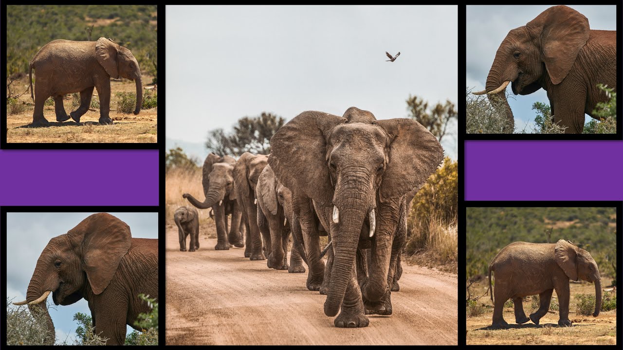 ELEPHANT QUIZ | TEST YOUR KNOWLEDGE OF ELEPHANTS | ELEPHANT TRIVIA ...