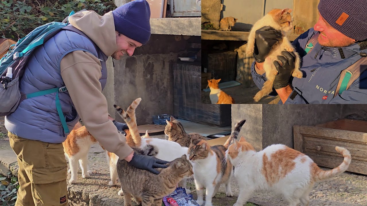 One Week in the Life of a Street Cat Colony | 7 Days With Stray Cats in ...