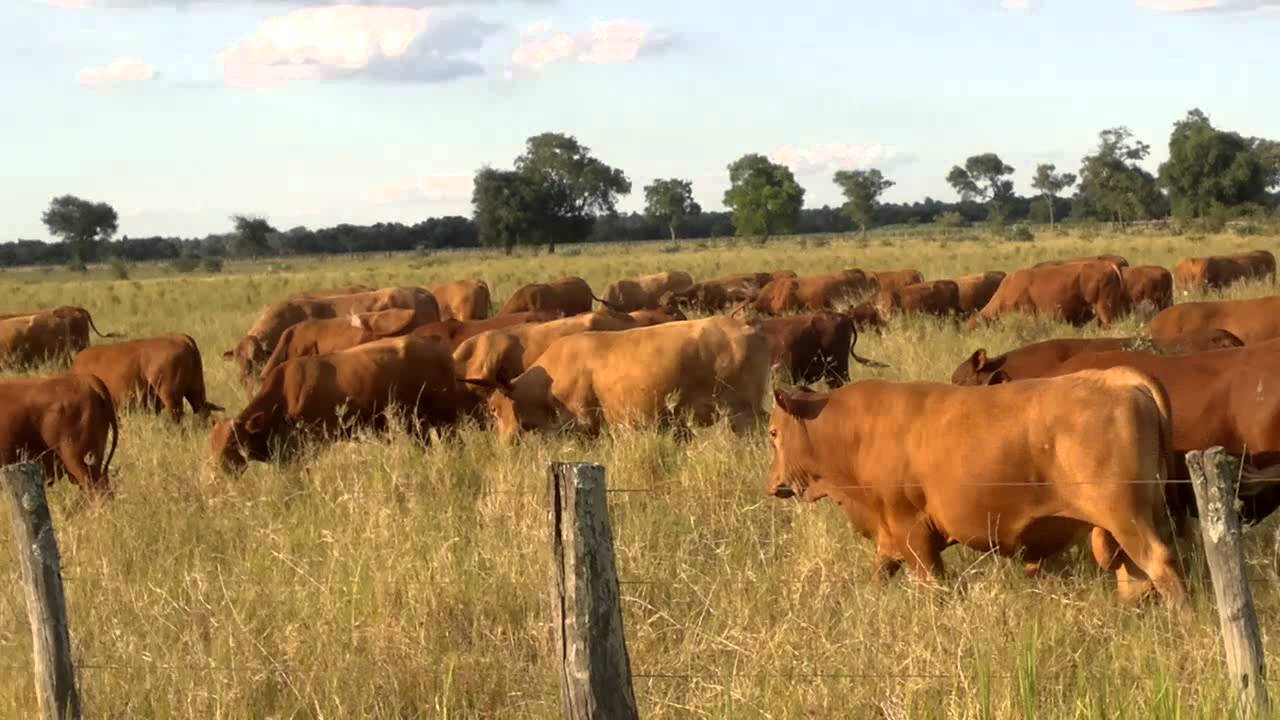 TORITOS HIBRIDOS Y COMPUESTOS CBO.1 EN BAJO CHACO - YouTube