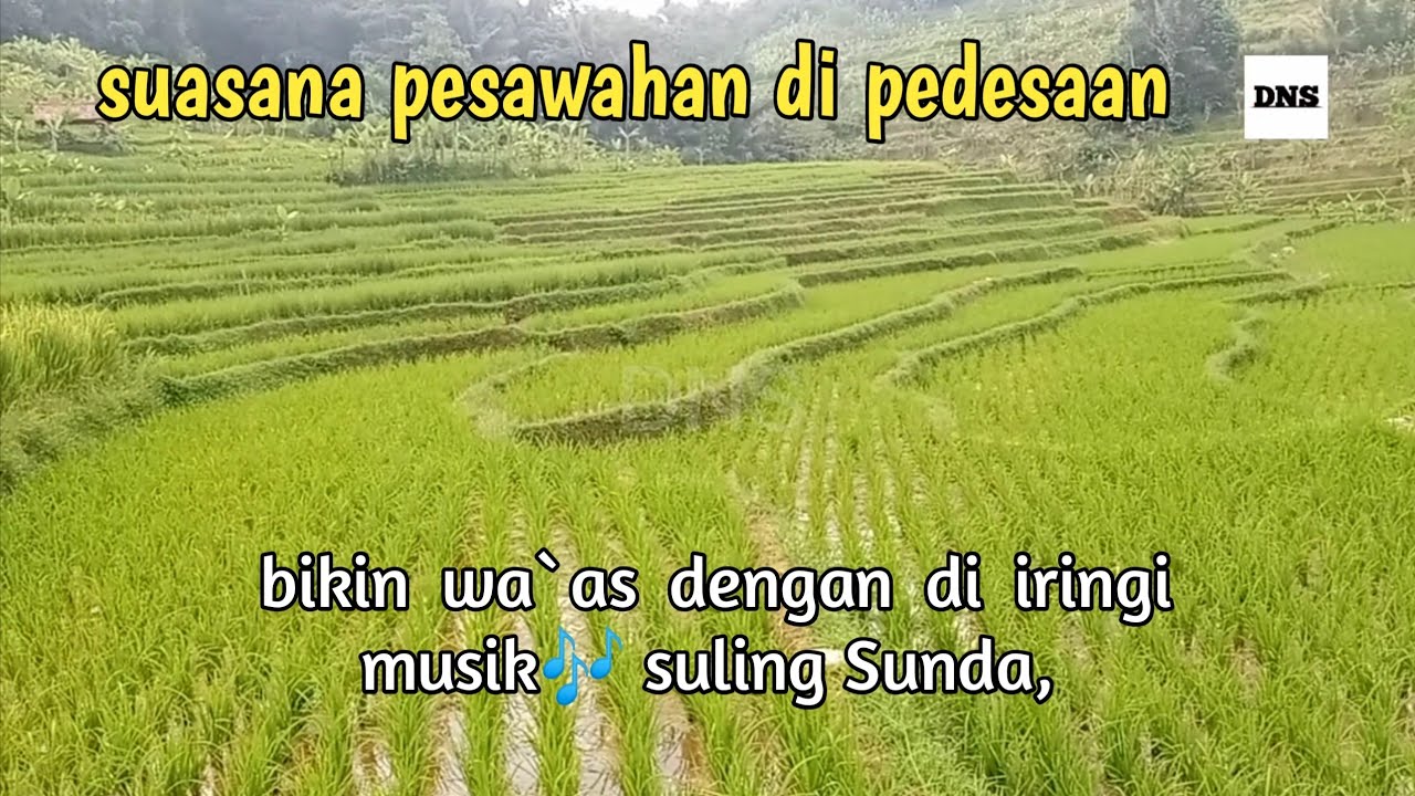 suasana pesawahan di pedesaan, bikin wa`as, bikin betah, dengan di ...