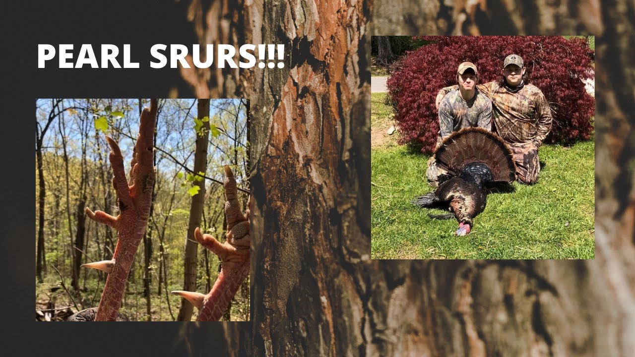 Pearl Spurs!!!! 2020 West Virginia Turkey Hunt - YouTube