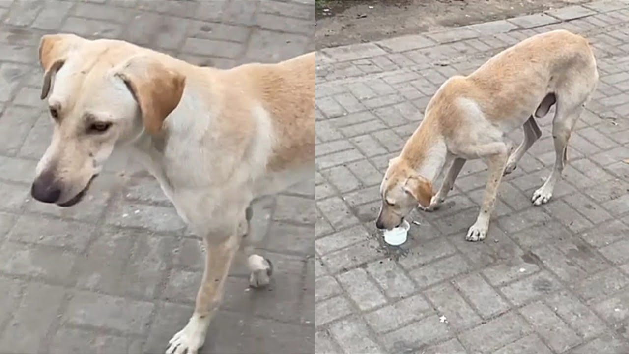 The adorable dog was hungry so it came away | Pet Animals Club - YouTube