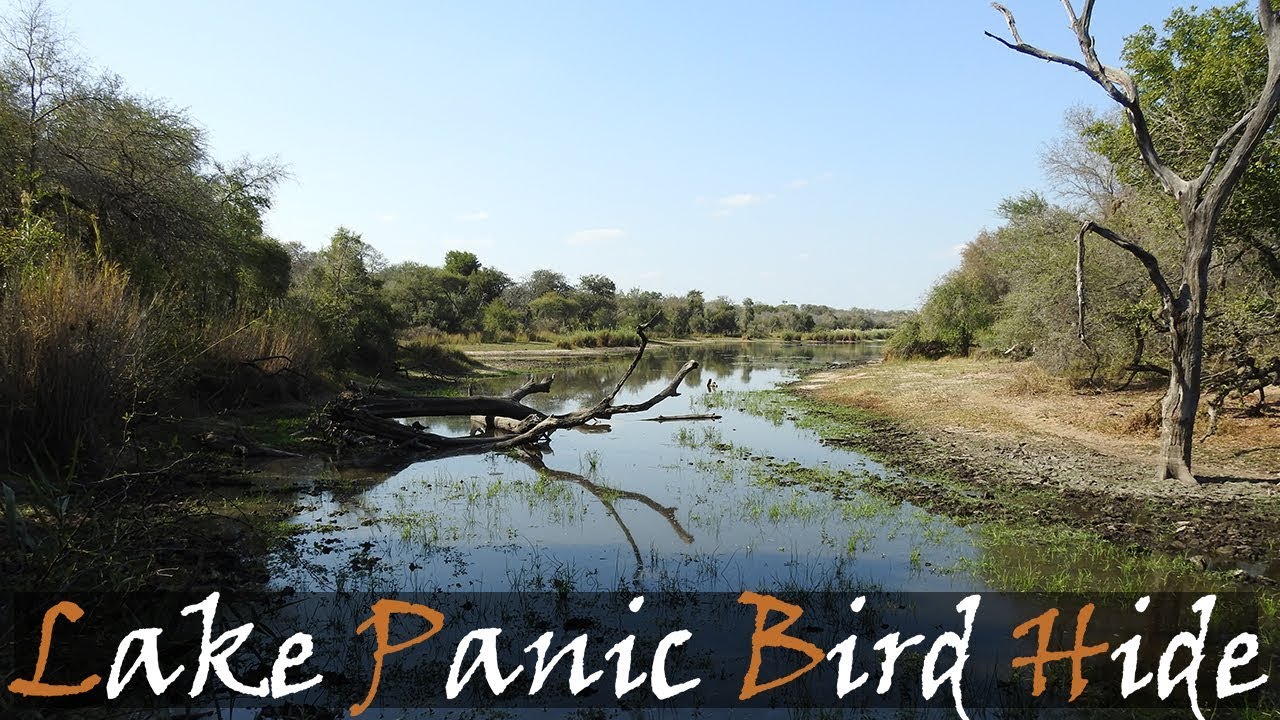 Lake Panic Bird Hide Video From The Kruger National Park - Kruger Hides ...