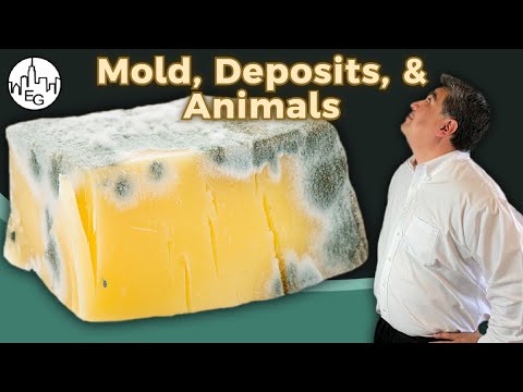 Landlord tips for Mold, Deposits, Animals, & more! - YouTube