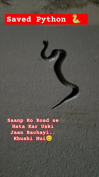Saved Goa Ka Python #goasnake #python #goawild #wildlife #snake - YouTube