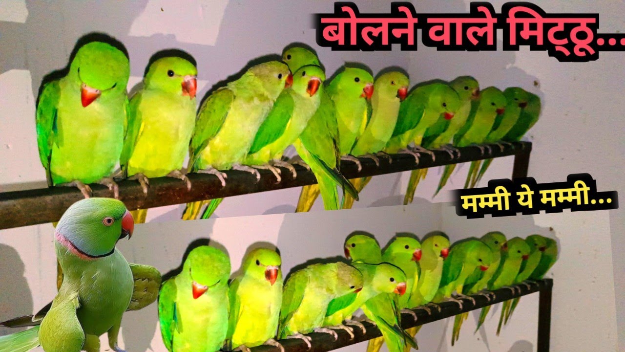 Parrot Natural Sounds Compilation |Parrot Voice | Tanishu Singh ...