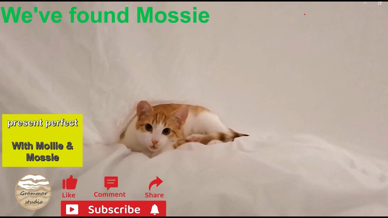 A day in the lives of the kittens, Mollie and Mossie, brought to you by ...