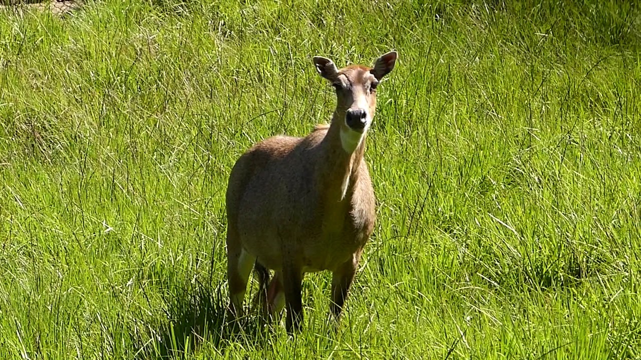 fauna indiana ANTÍLOPE NILGAI animal selvagem silvestre wildlife nepal ...