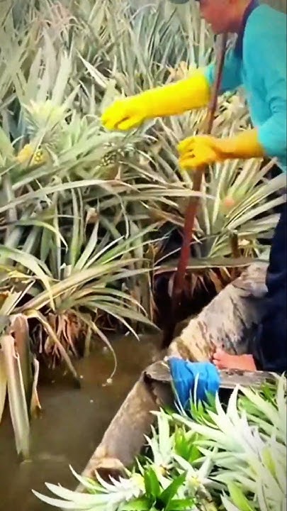 cara unik petani panen nanas #shorts - YouTube