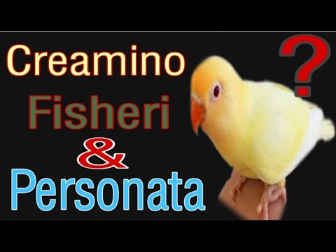 How to Produce Creamino fisheri , | Creamino fisheri ? Creamino ...