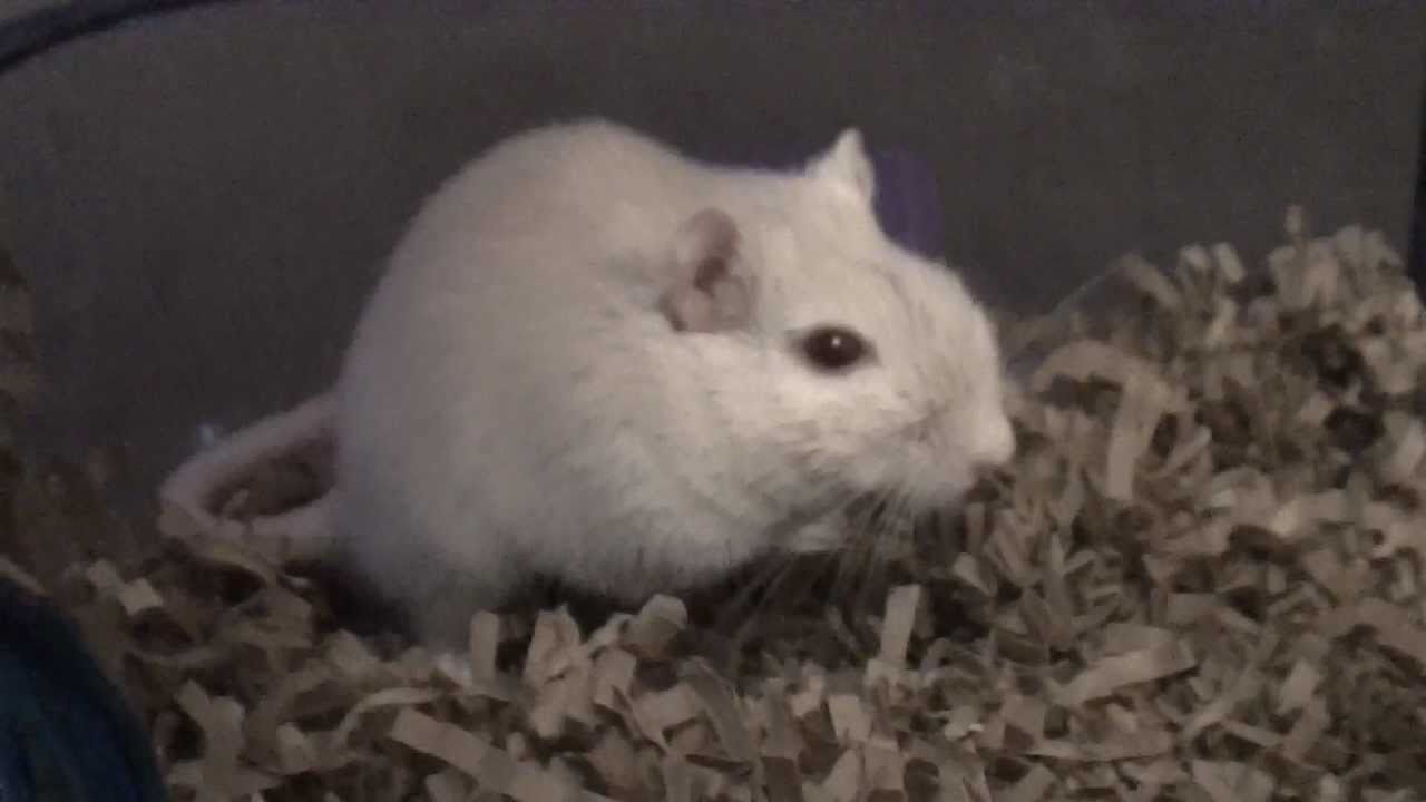 Cute Gerbil Stretch/Yawn - YouTube