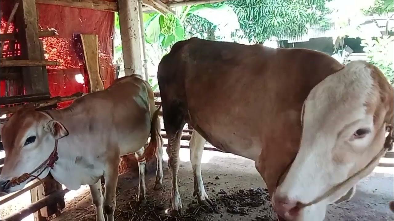 BREDING INDUKAN SAPI PEGON SUPER JUMBO JOSS MANTAP - YouTube