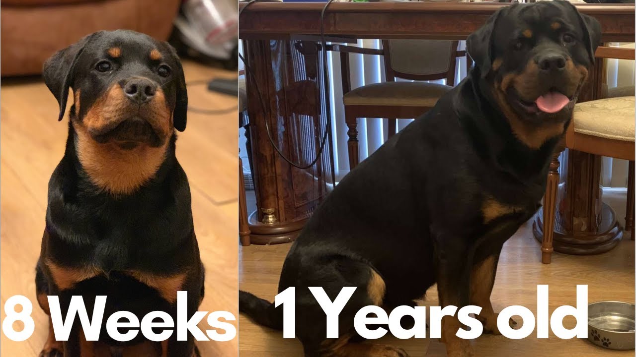 Watch My Puppy Grow ] Rottweiler - YouTube