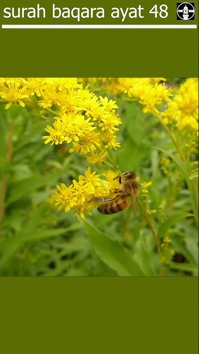surah al baqarah ayat 48,49 - YouTube