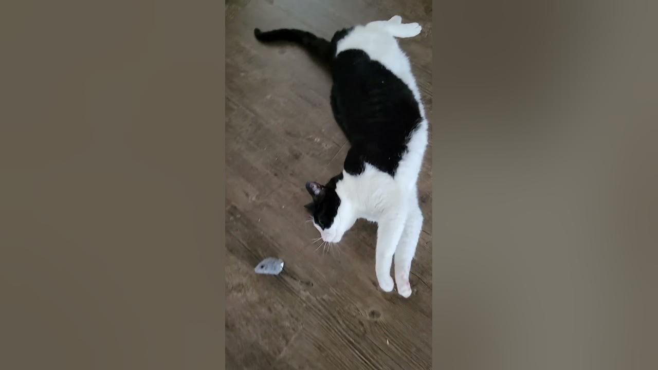 14-year-old cat still goes crazy over catnip - YouTube
