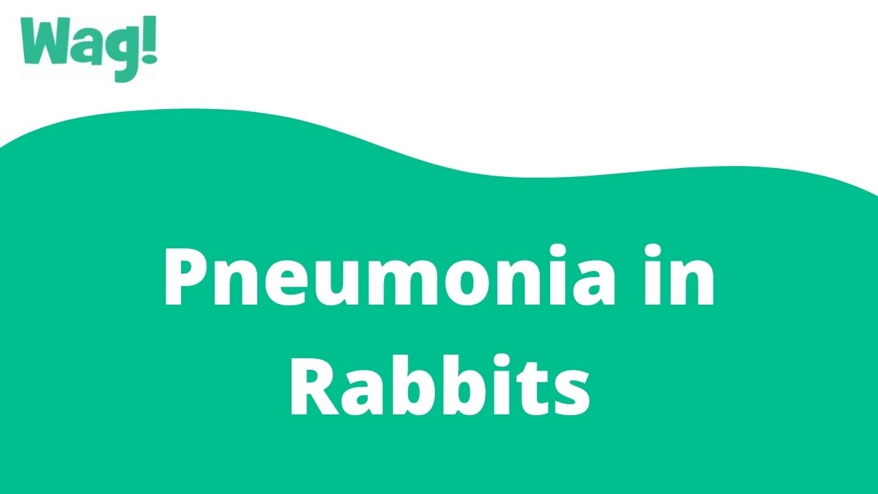 Pneumonia in Rabbits | Wag! - YouTube