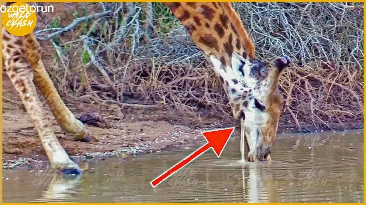 30 Difficult Moments In The Lives Of These Animals｜Animal Fight - YouTube
