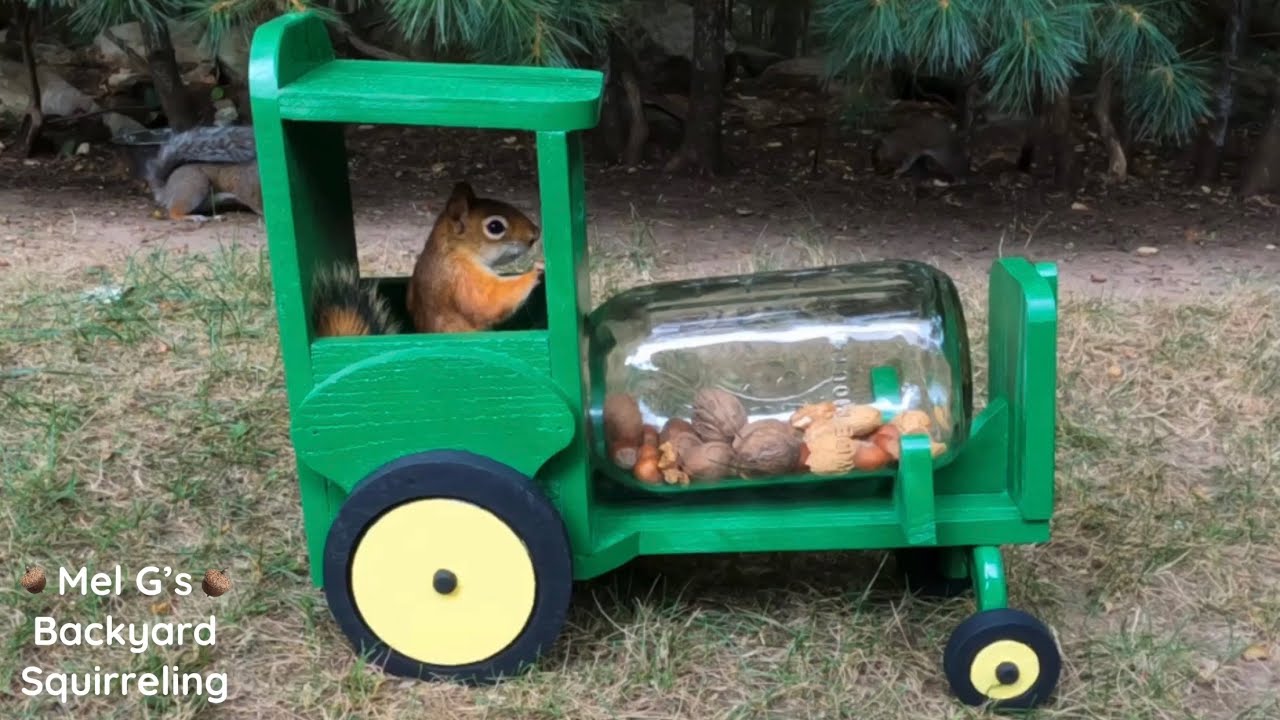 Squirrels, Birds, Chipmunks and a Tractor - YouTube