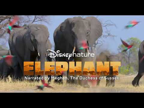 Disney nature’s Elephant and Dolphin Reef Official Trailer - YouTube